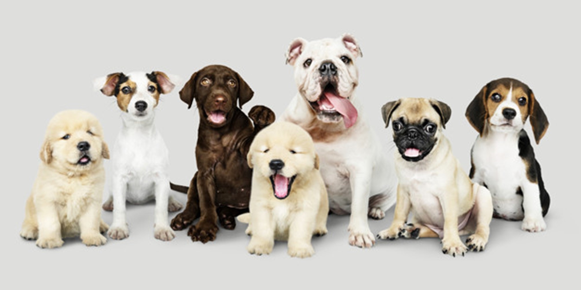 Din guide til køb af hundehvalp - Hvad skal du vide? » Vovseforsikring